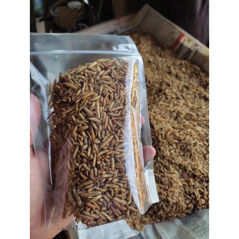 Jual dry maggot, maggot kering,pakan ikan,burung dan ternak ayam ...