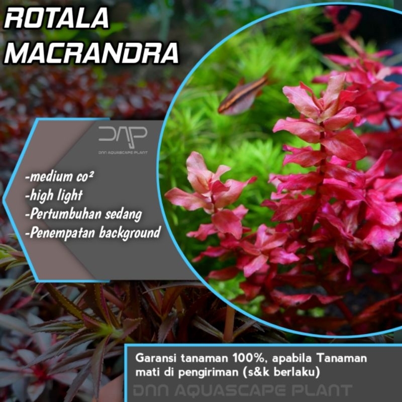 Jual Rotala macrandra tanaman aquascape stemp plant | Shopee Indonesia
