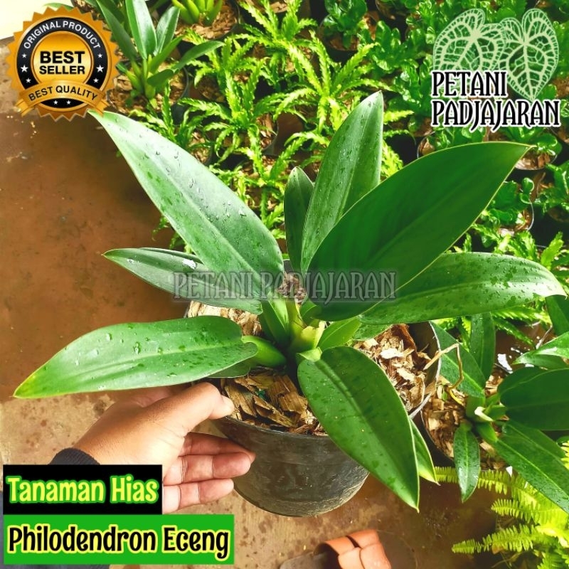 Jual Tanaman Hias Philodendron Eceng - Philo Eceng | Shopee Indonesia