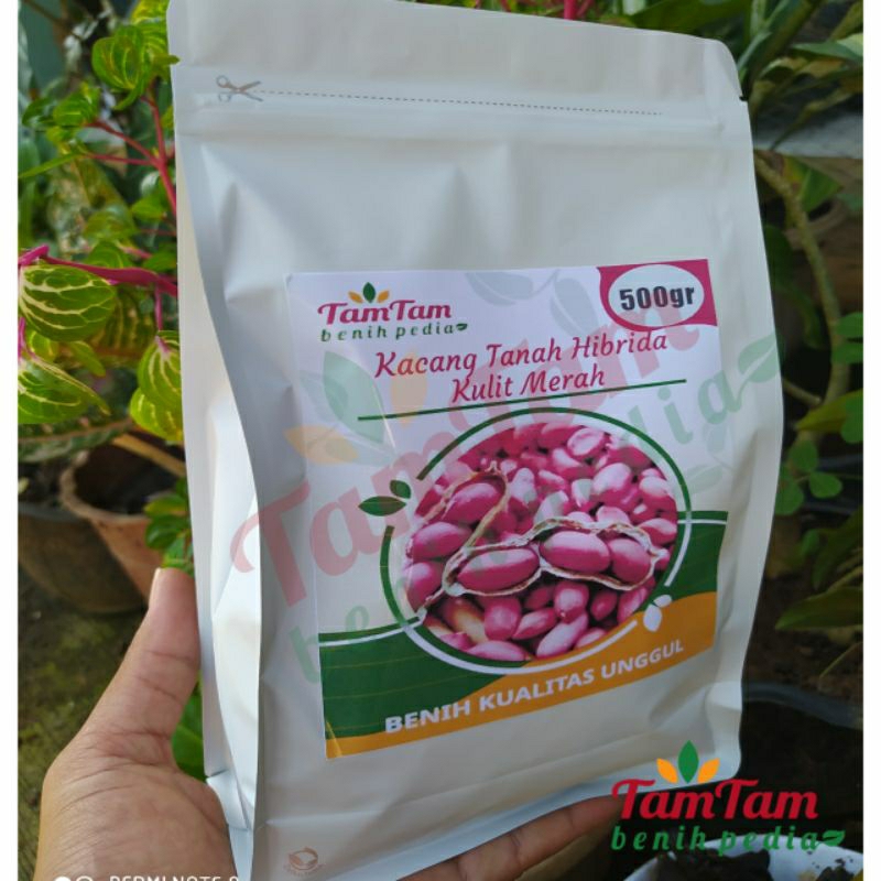 Jual Benih kacang tanah jumbo super hibrida kulit merah 500gr/New ...