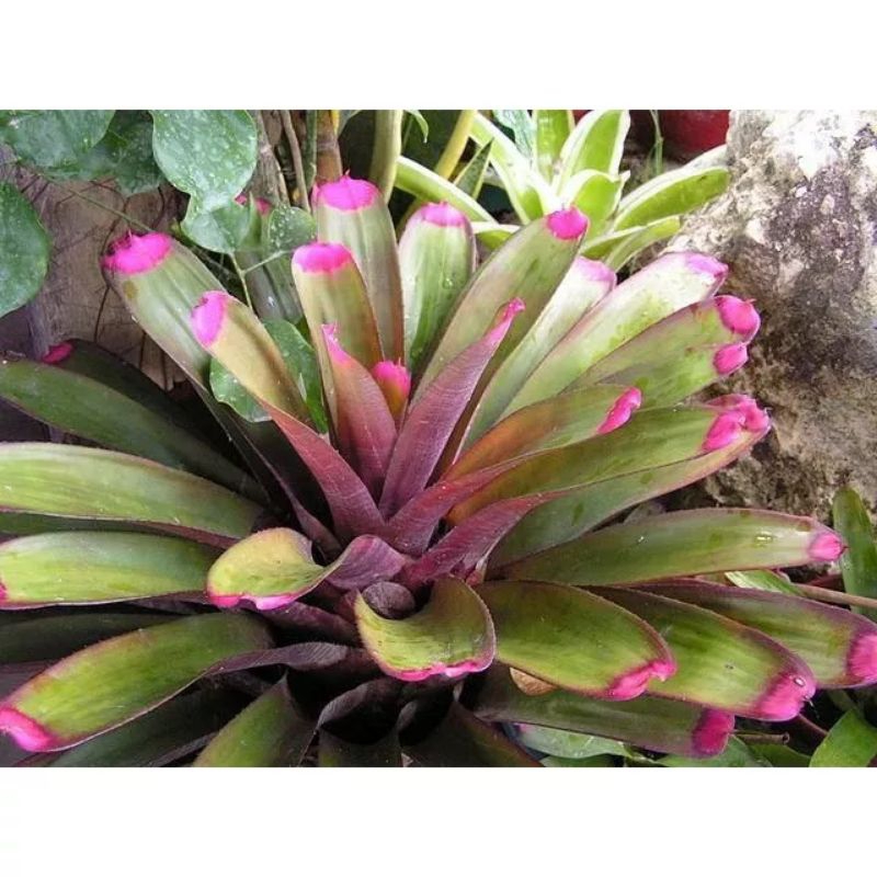 Jual Tanaman bromelia lipstik ping ukuran besar | Shopee Indonesia