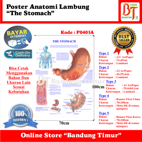 Jual POSTER ANATOMI LAMBUNG THE STOMACH | Shopee Indonesia