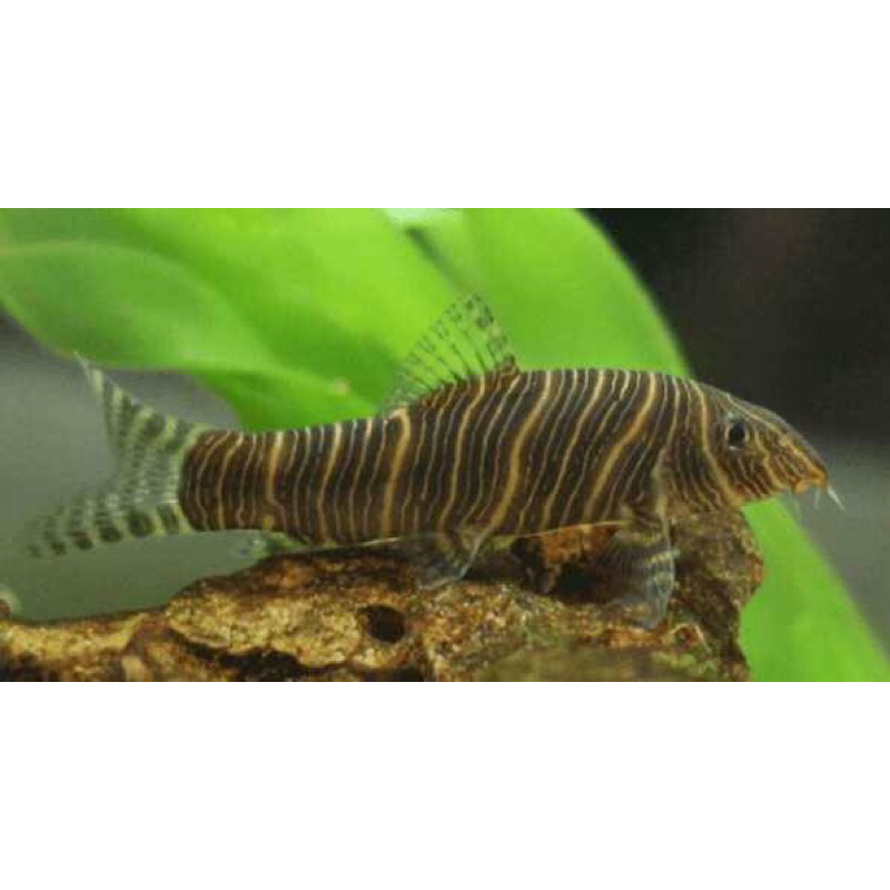 Jual hiasan aquarium green botia / botia hijau / green tiger loach ...