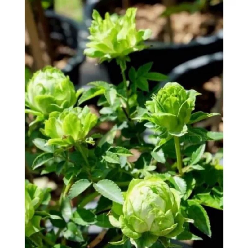 Jual Tanaman Hias Bunga Mawar Import Eclair Hijau ( Sudah Berbunga ...