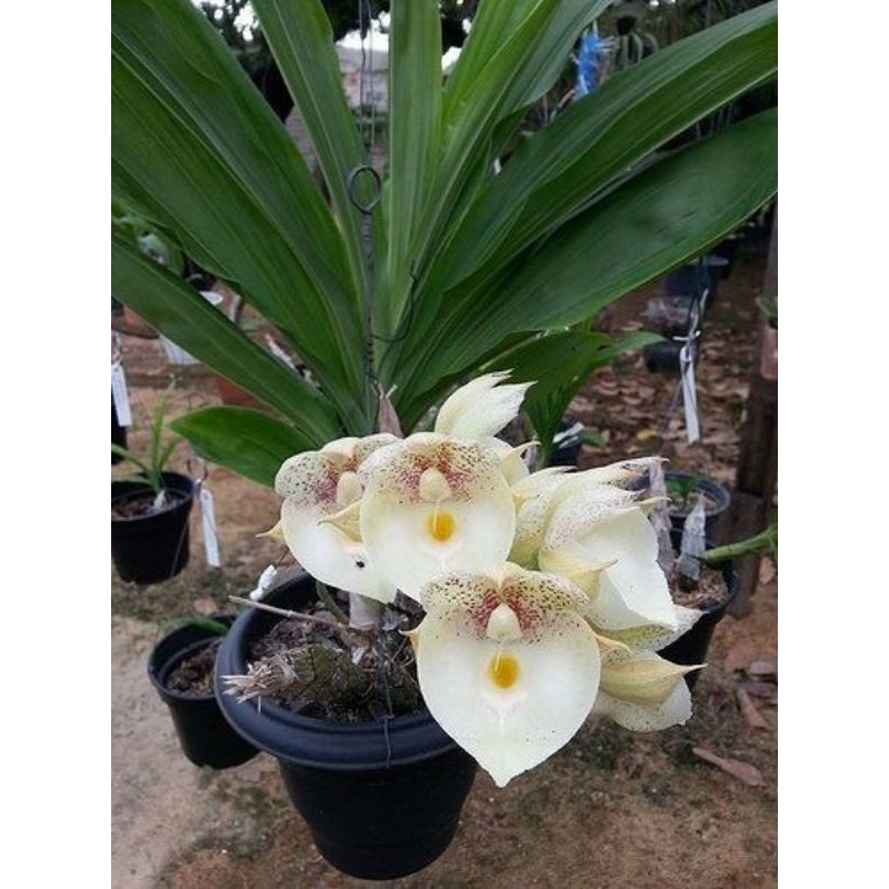 Jual Anggrek Eria Catasetum ( Pileatum x Expansum Dark1 ) | Shopee ...