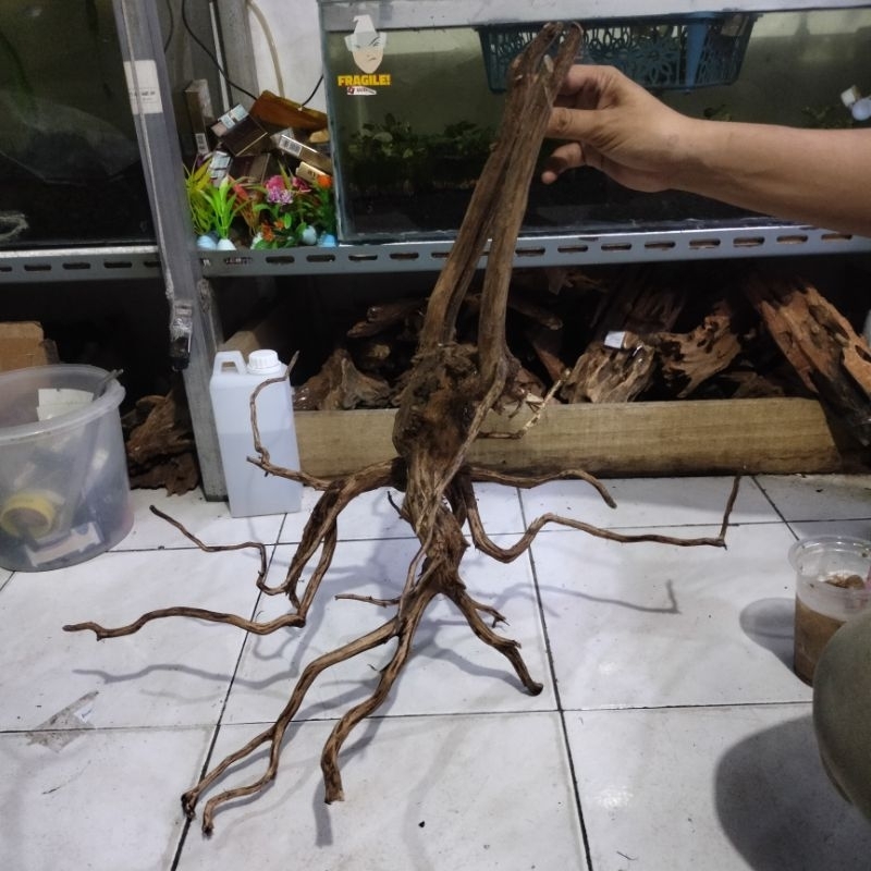 Jual akar rasamala aquascape akuarium kd 058 | Shopee Indonesia
