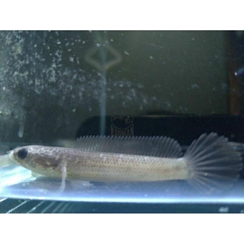 Jual channa limbata leucistic rare | Shopee Indonesia