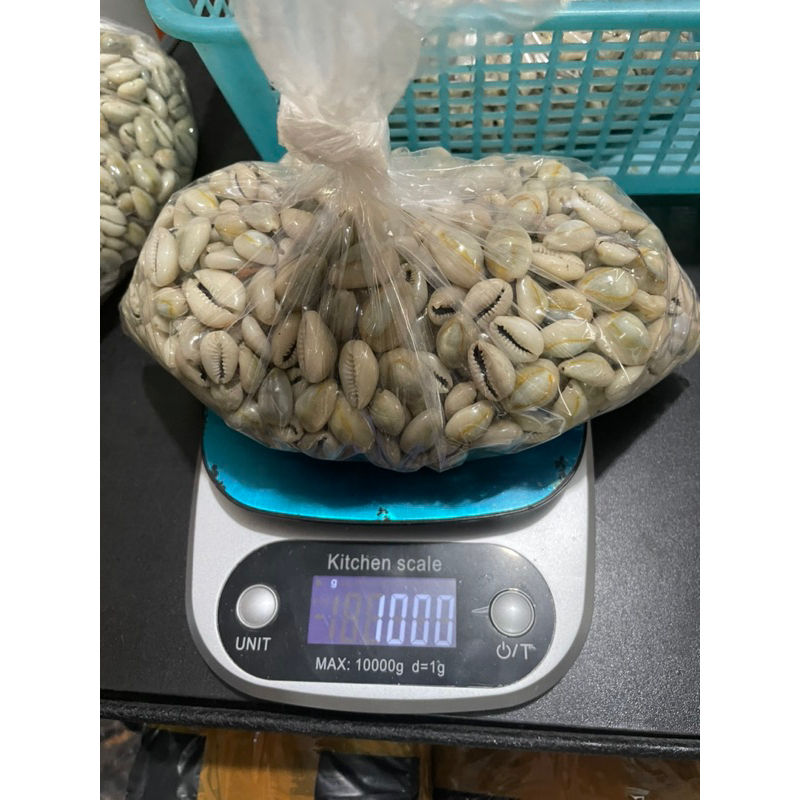 Jual kerang dakon/congklak 1kg | Shopee Indonesia
