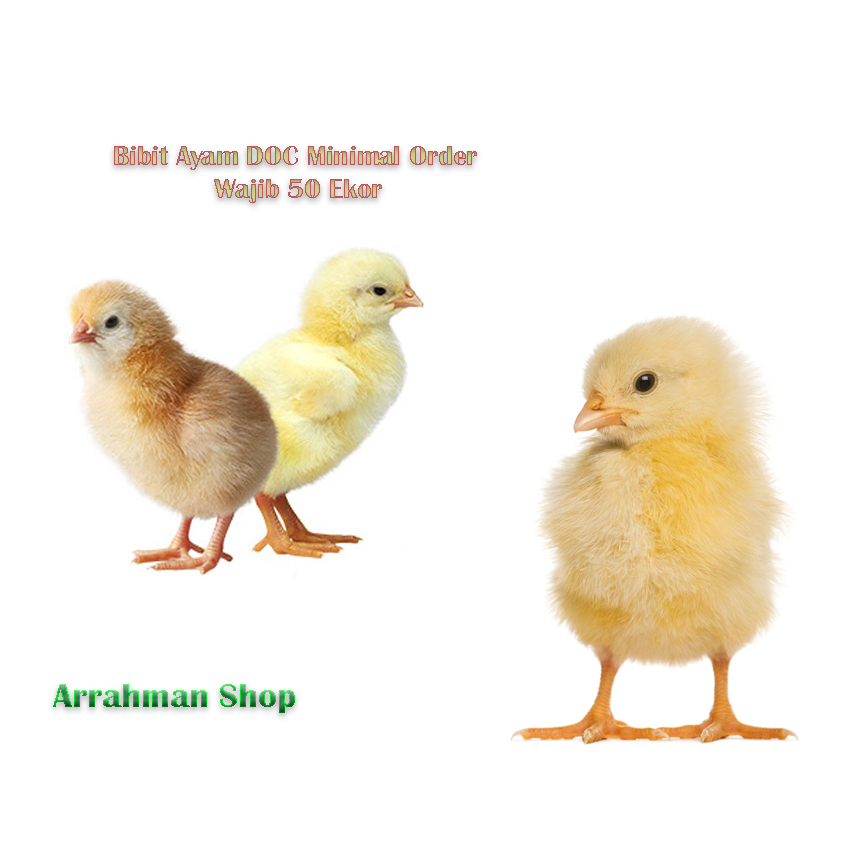 Jual Bibit Ayam benih ayam potong - anak Ayam DOC Broiler Ayam Potong ...