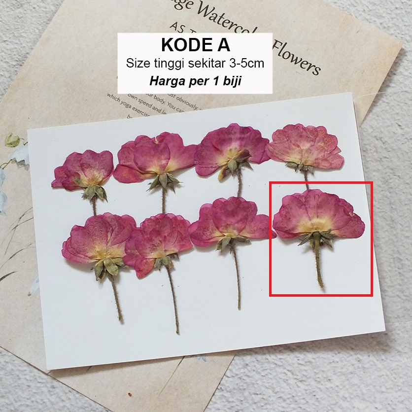 Jual Bunga Kering Asli Bunga Mawar Tekanan Samping Pressed Flower Dried ...