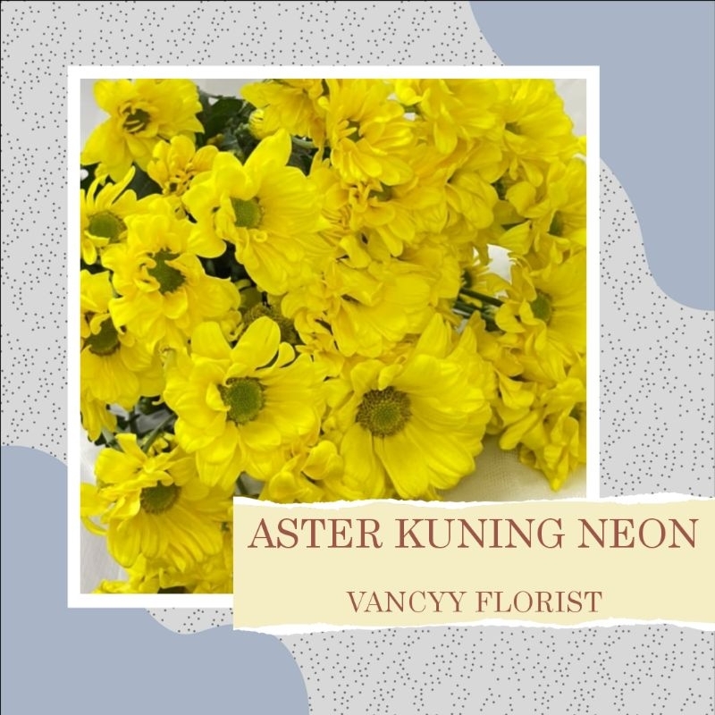 Jual Bunga Aster Pertangkai / Bunga Aster Potong / Bunga Aster Kuning ...