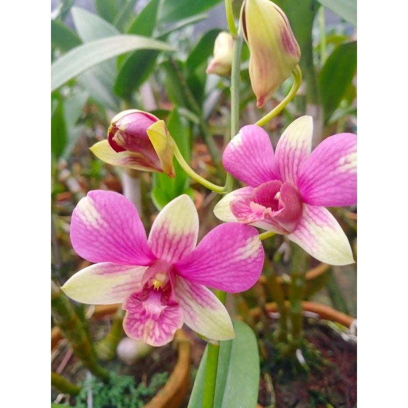 Jual ANGGREK DENDROBIUM BURANA FANCY MUTASI DEWASA | Shopee Indonesia