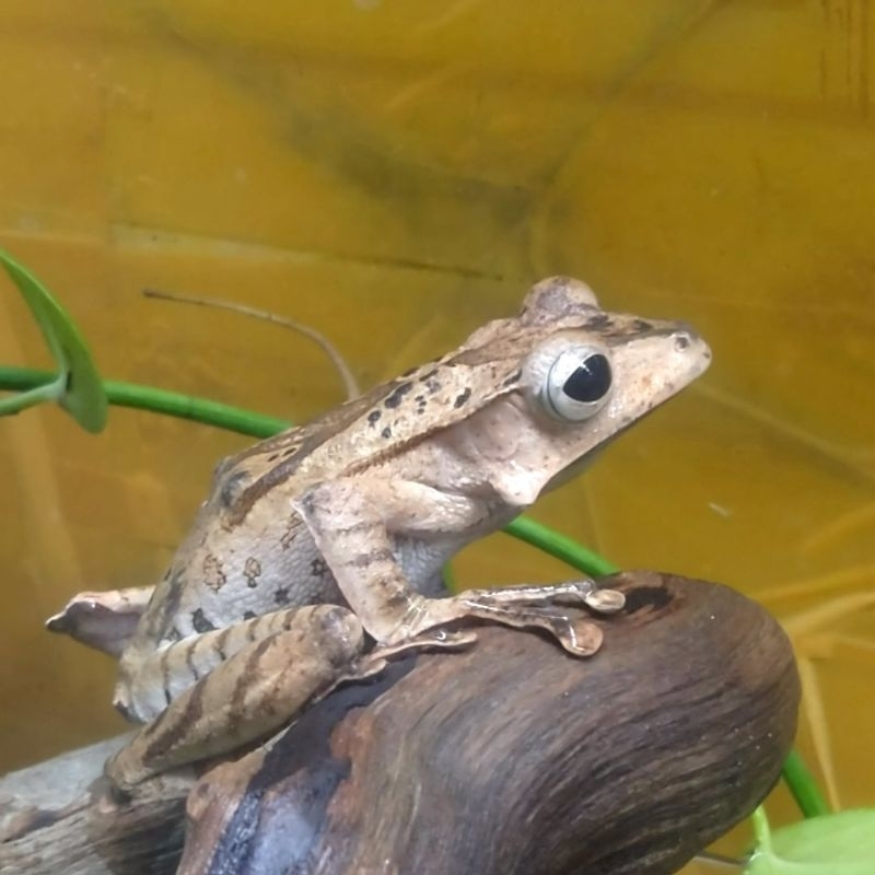 Jual Koleksi hobi tree frog katak kuping katak pohon | Shopee Indonesia