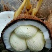 Jual kentos kelapa tunas tiga/dua premium | Shopee Indonesia