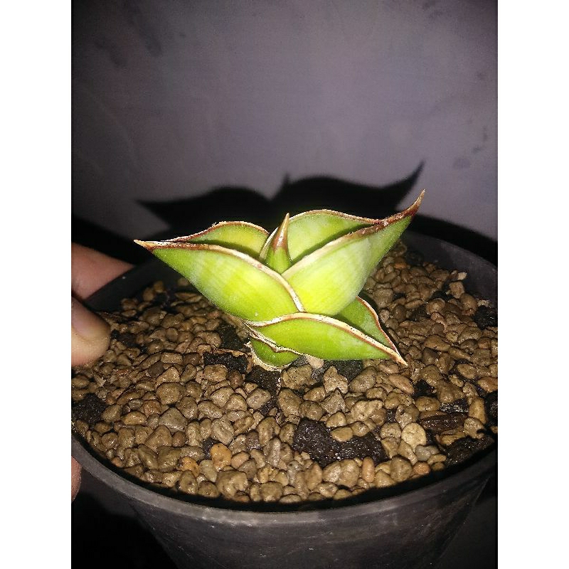 Jual Sansevieria Rorida aurea | Shopee Indonesia