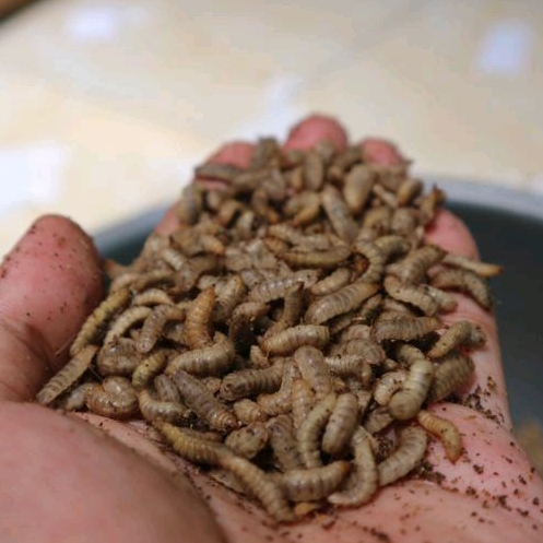 Jual maggot fresh magot bsf hidup pakan burung dan ikan 100 gram ...