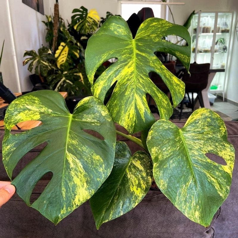 Jual Tanaman hias monstera marble yellow variegata /monstera marble ...