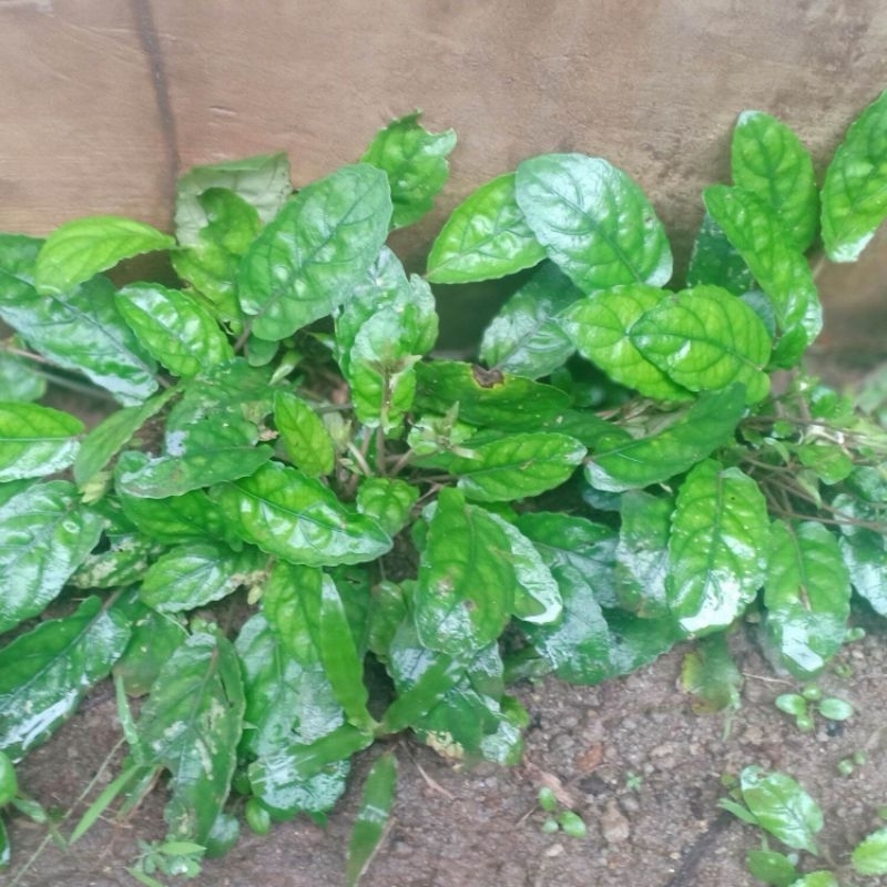 Jual Bibit tanaman herbal daun gempur batu ( hidup berakar) | Shopee ...