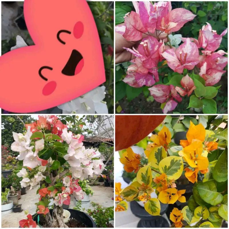 Jual PROMO!!PAKET 3 TANAMAN HIAS BUGENVIL/Bougenville-BUNGA KERTAS ...