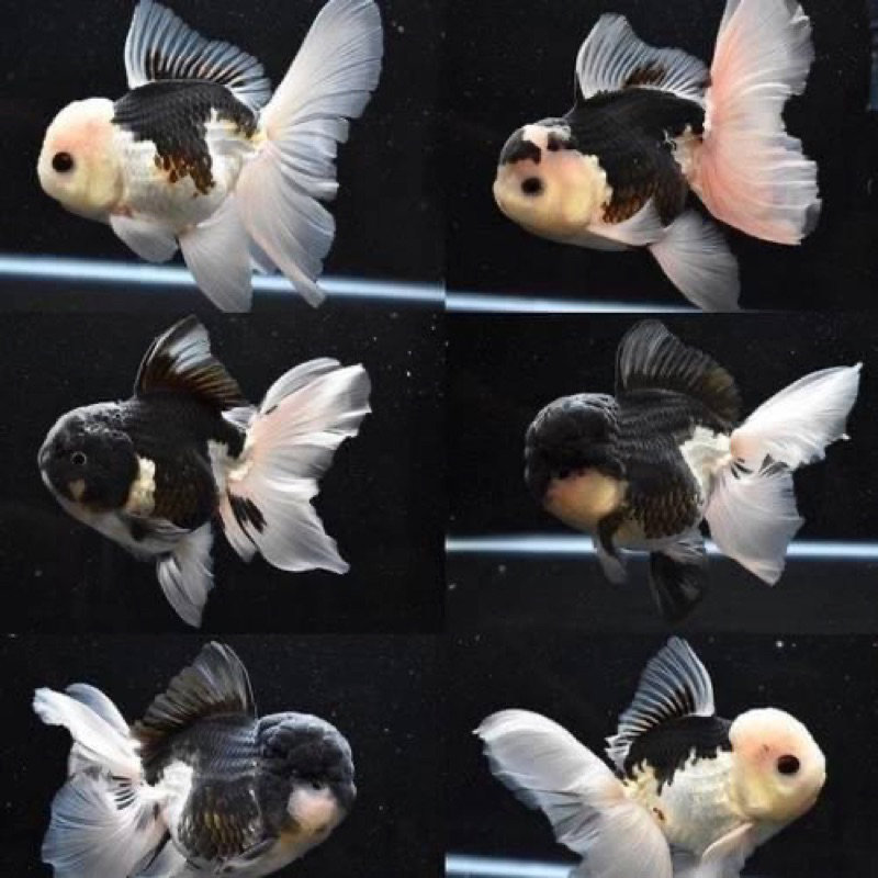 Jual Ikan mas koki Oranda Panda | Shopee Indonesia