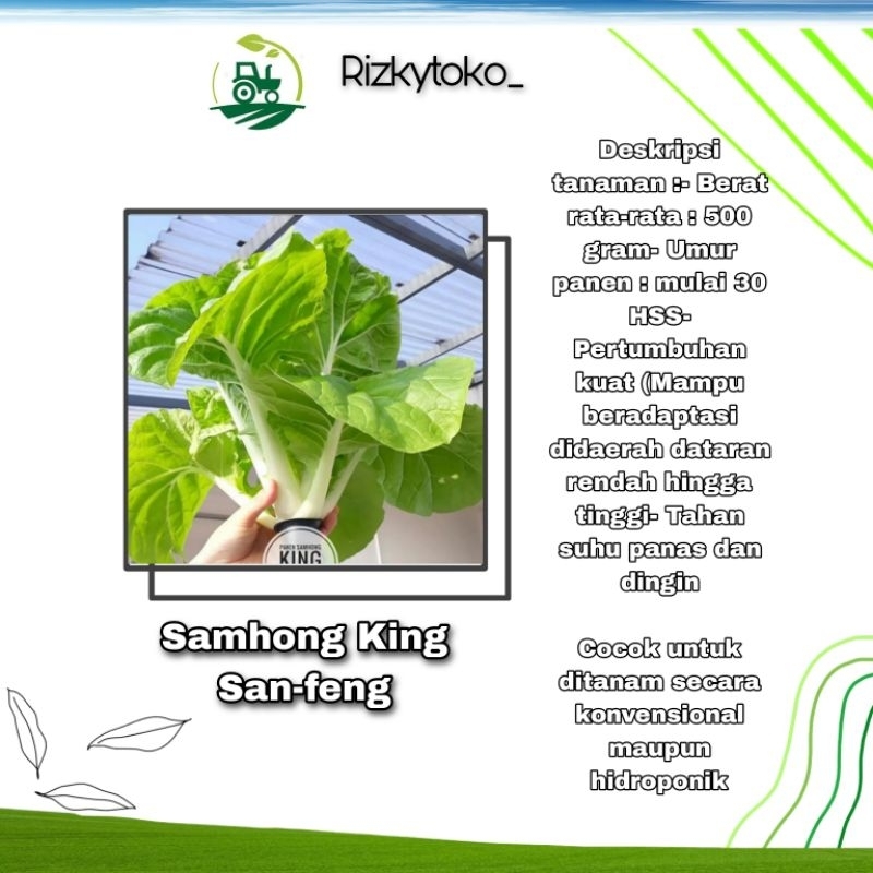 Jual Benih SAWI samhong king 50 seed repacking - Known You Seed ...