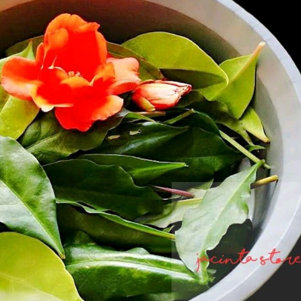 Jual daun Jarum Tujuh Bilah segar150lembar | Shopee Indonesia