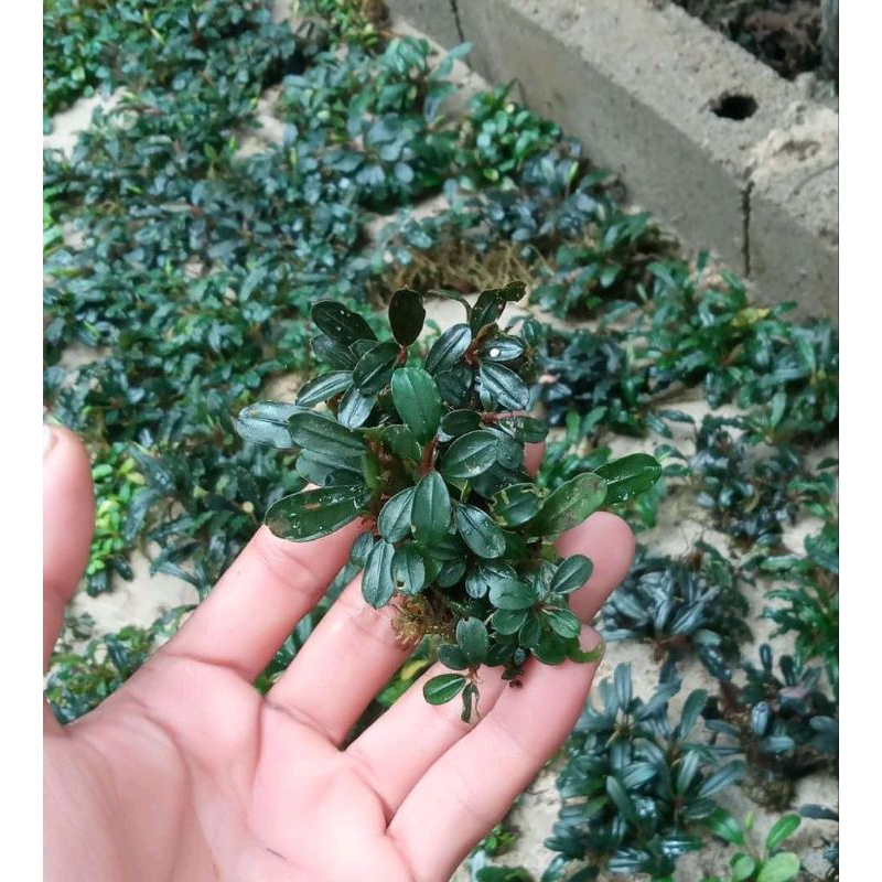 Jual Bucephalandra mini micro melawi porsi clump kecil | Shopee Indonesia