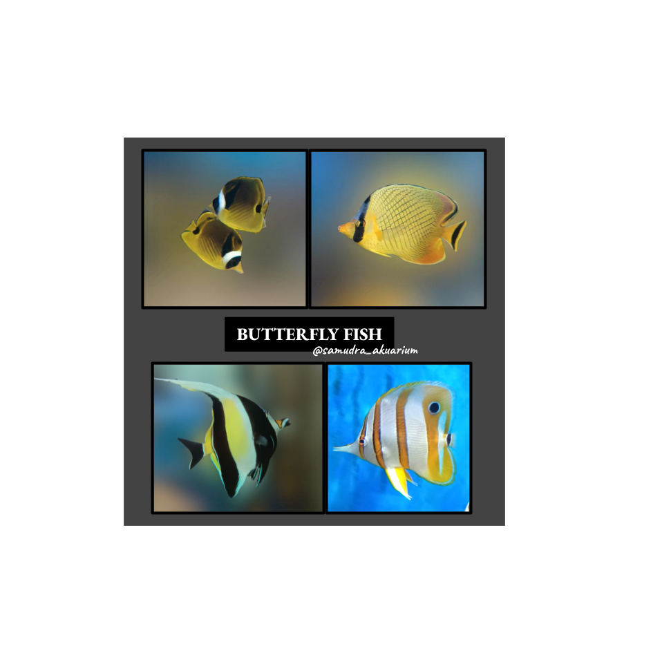 Jual Ikan Hias Air Laut Morish Idol / Angel Fish / Botana ...