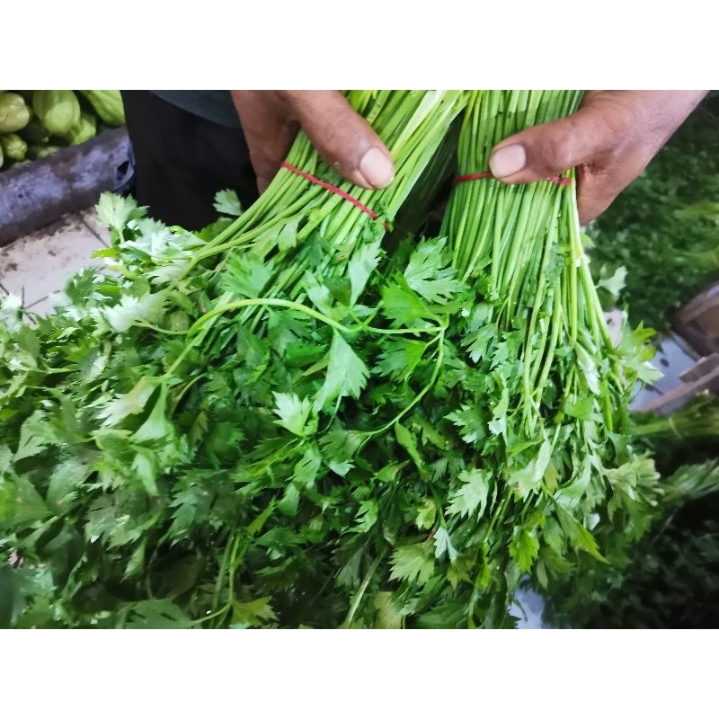 Jual DAUN SELEDRI/DAUN SOP | Shopee Indonesia