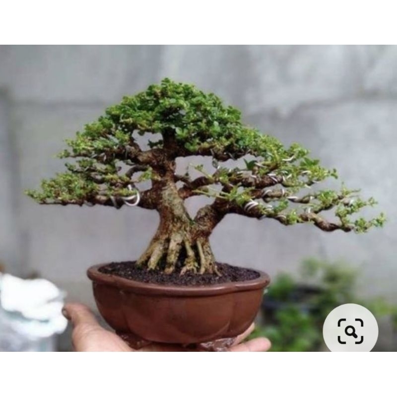 Jual Bonsai Mini / Mame Bonsai proses plus pot Kramik | Shopee Indonesia