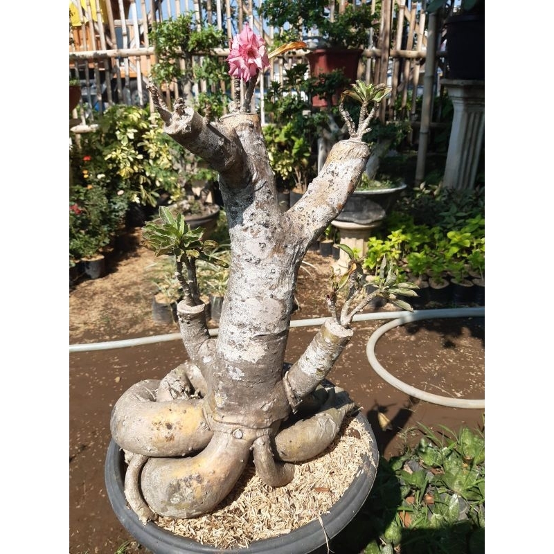 Jual Adenium Bunga Tumpuk Batang Dan Bonggol Besar Sesuai Gambar