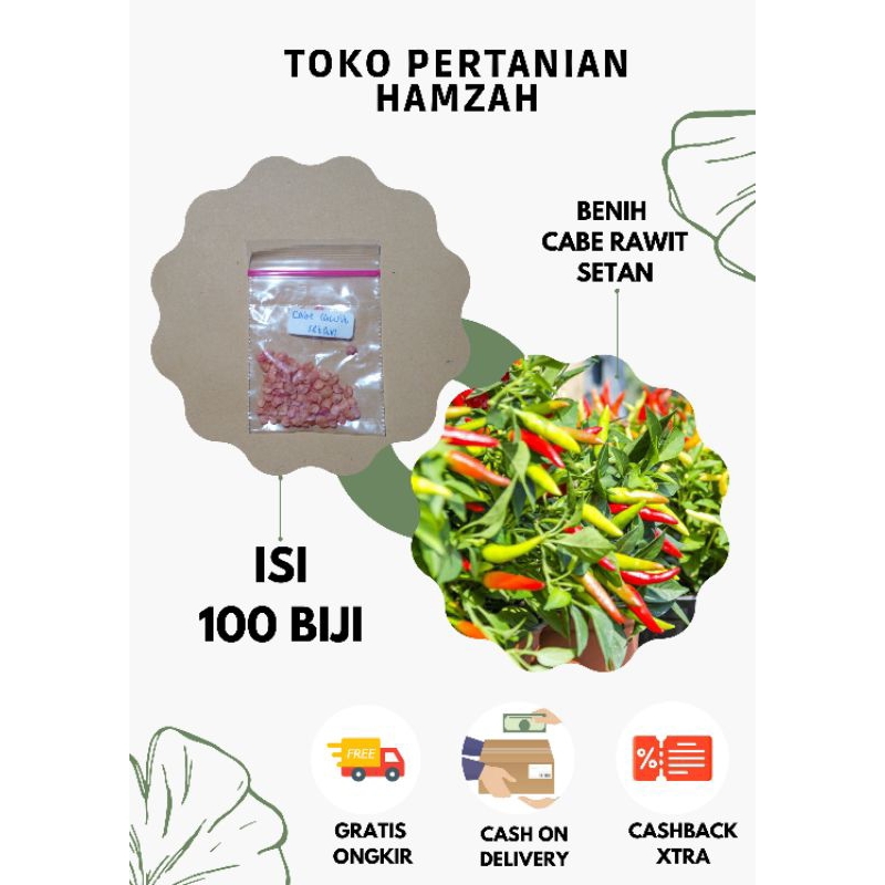 Jual BENIH CABE RAWIT SETAN BIBIT CABE MERAH MERUNDUK ISI +100BIJI ...