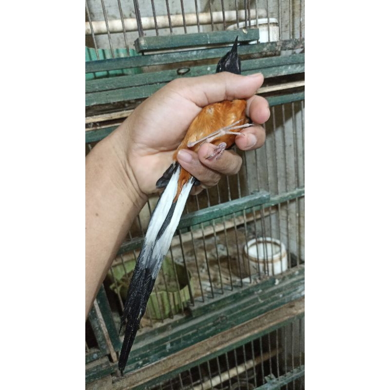Jual murai batu medan jantan muda hutan pilihan | Shopee Indonesia
