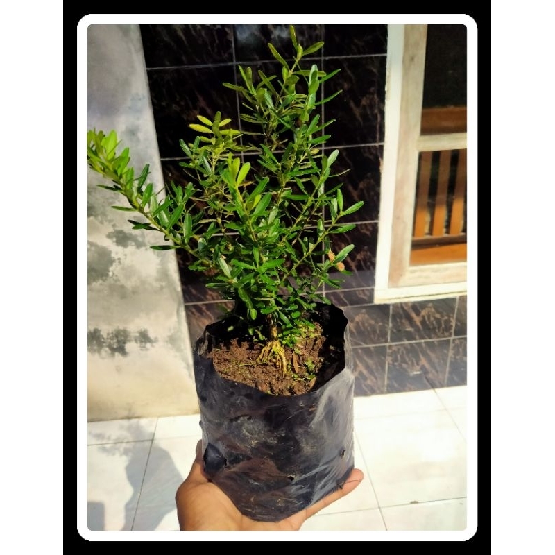 Jual Bibit tanaman bahan bonsai boksus | Shopee Indonesia