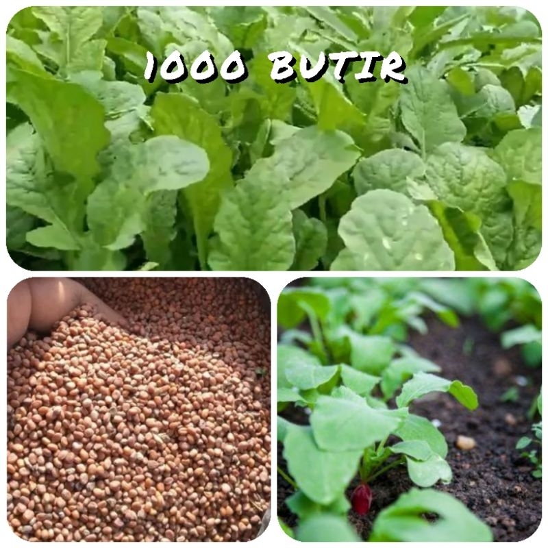 Jual benih biji lobak daun lalap (1000 butir) | Shopee Indonesia