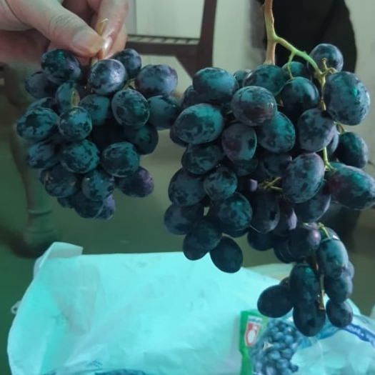 Jual Buah Anggur Autum Chile / Buah Segar 500 Gram | Shopee Indonesia
