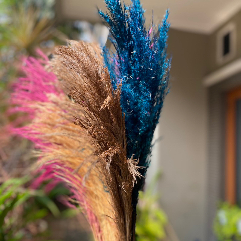 Jual Dried Flower Pampas Bunga Bulu Kering Warna Buket Rustik Vintage ...