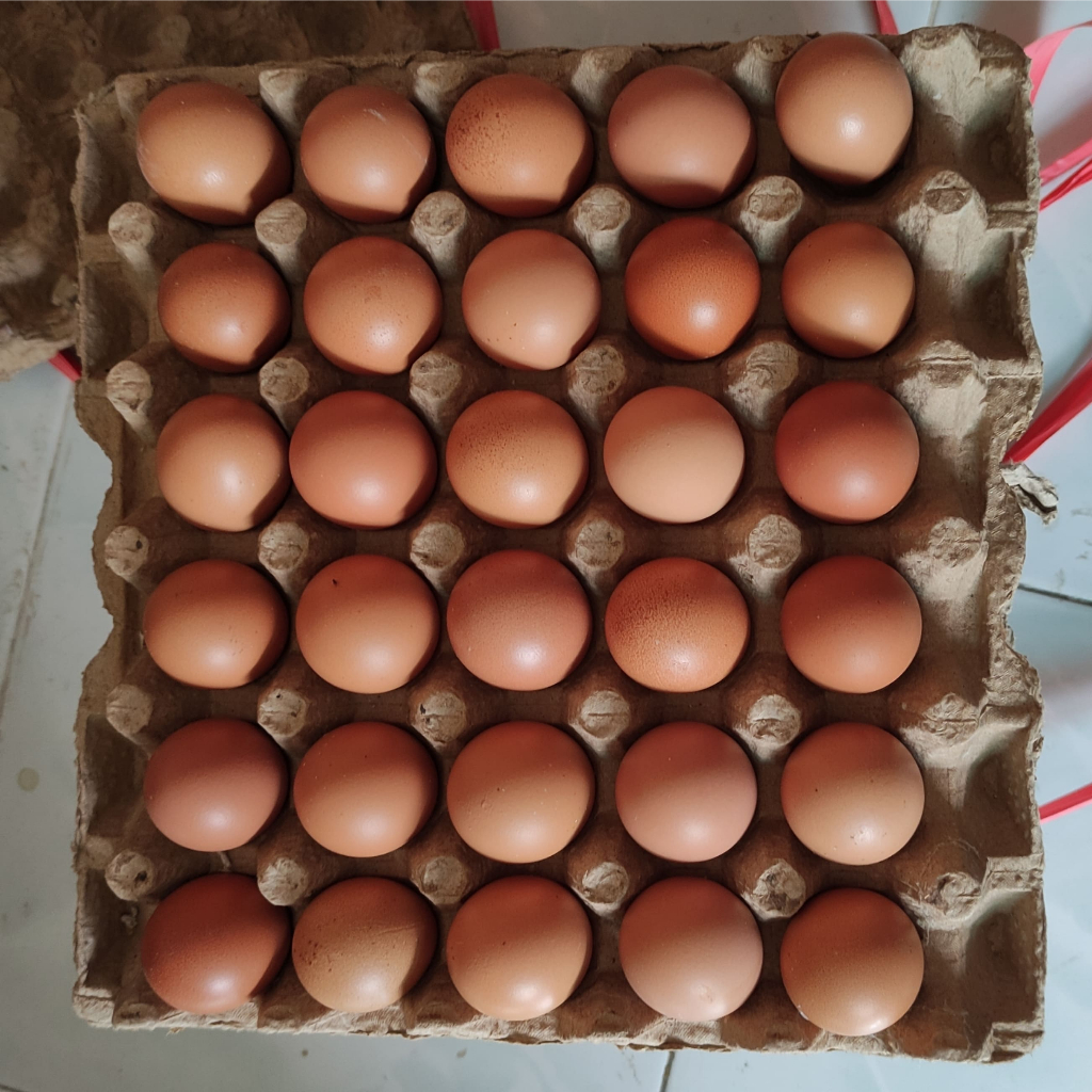 Jual Telur Ayam Negeri 1 Tray (Isi 30 Butir) | Shopee Indonesia