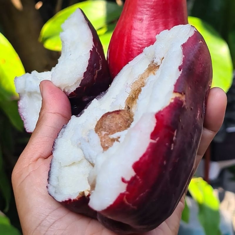 Jual Bibit Tanaman Jambu Air Jamaica Tinggi 1 Meter Up Batang Besar Dan ...