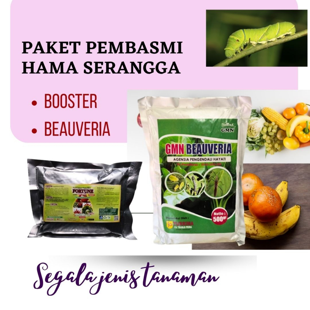 Jual Pupuk Pembasmi Hama Hayati Beauveria, Agensi Pengendali Hama ...