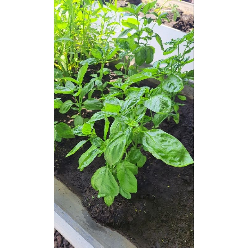 Jual Tanaman Basil / Thai Basil | Shopee Indonesia
