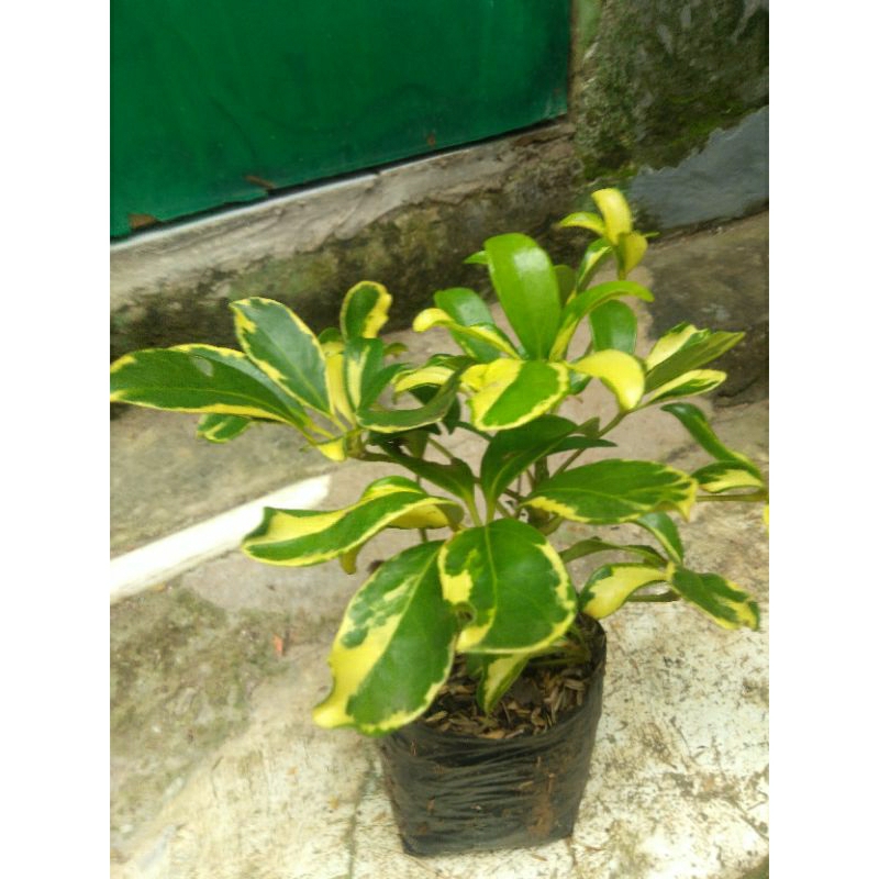 Jual Tanaman hias Walisongo varigata mentega kuning | Shopee Indonesia