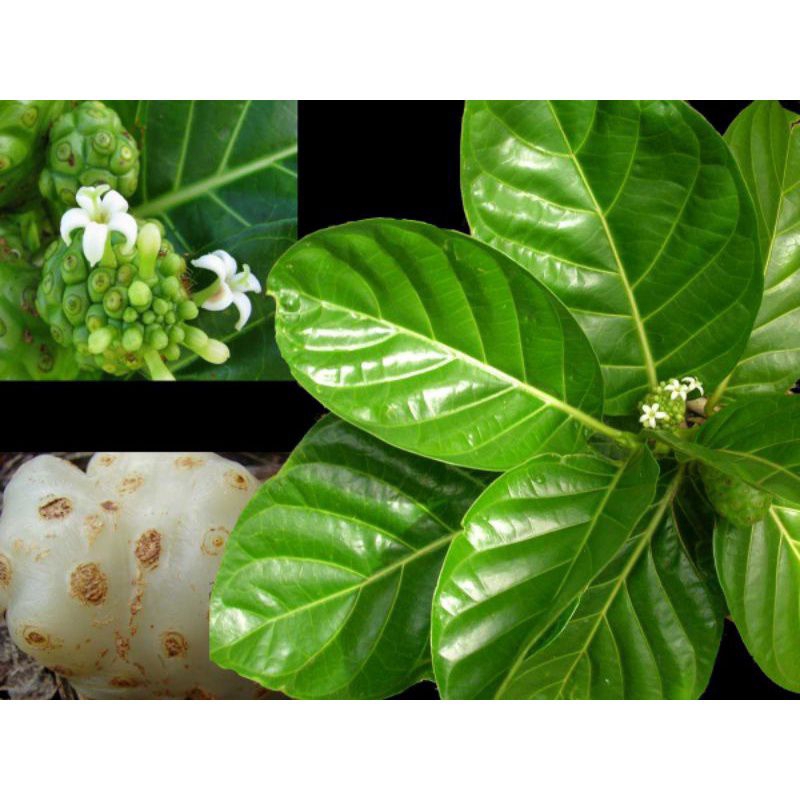 Jual daun mengkudu daun pohon pace herbal | Shopee Indonesia