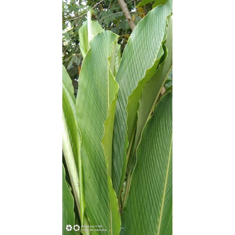 Jual Daun Hangasa /Renggak 500gr | Shopee Indonesia