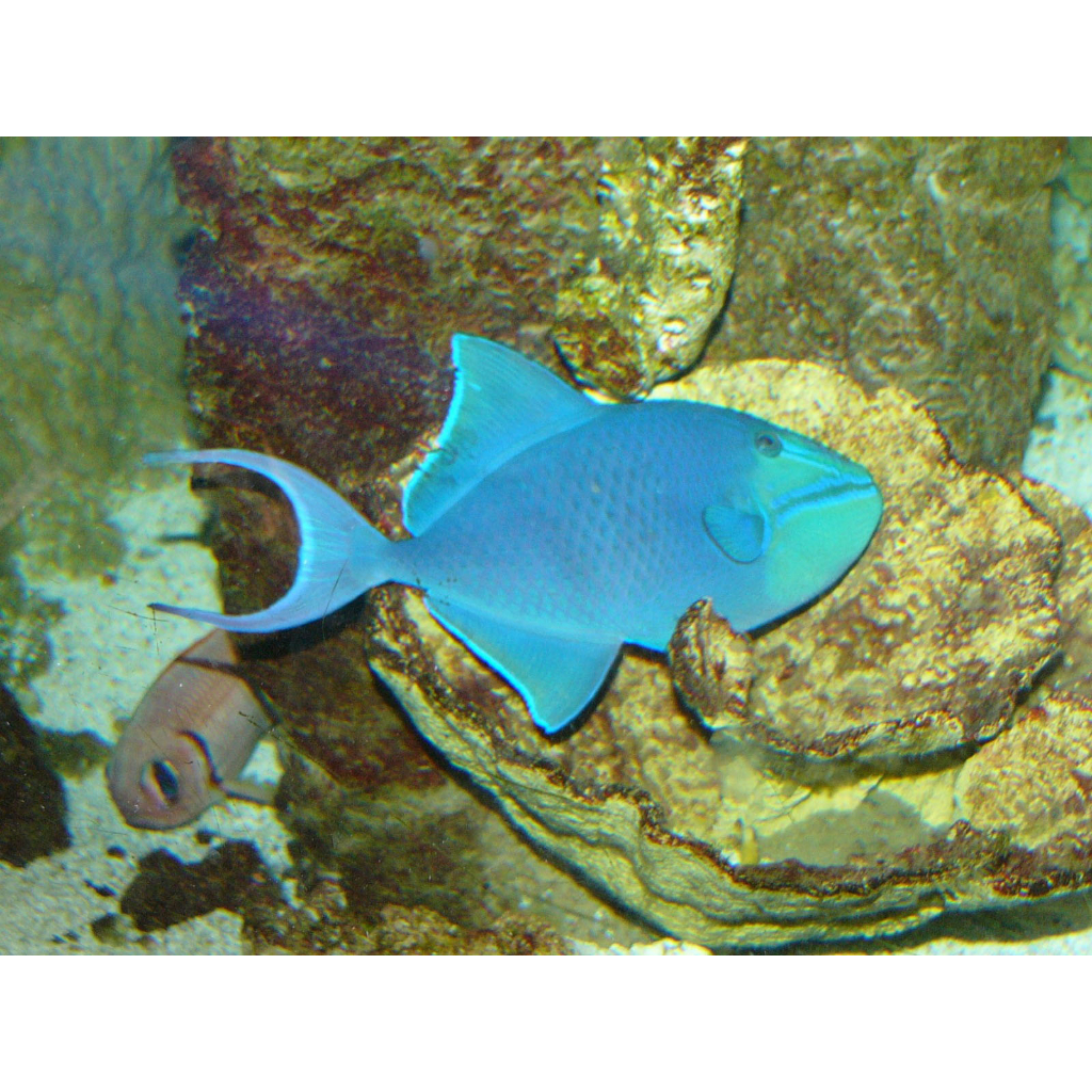 Jual Triger Biru / Niger Triggerfish / ikan hias air laut / Tankmate ...