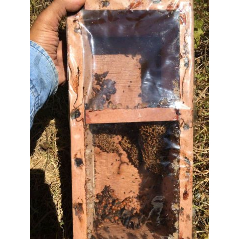 Jual Bibit Lebah Klanceng / Trigona / Klanceng / Kelulut jenis lebah ...