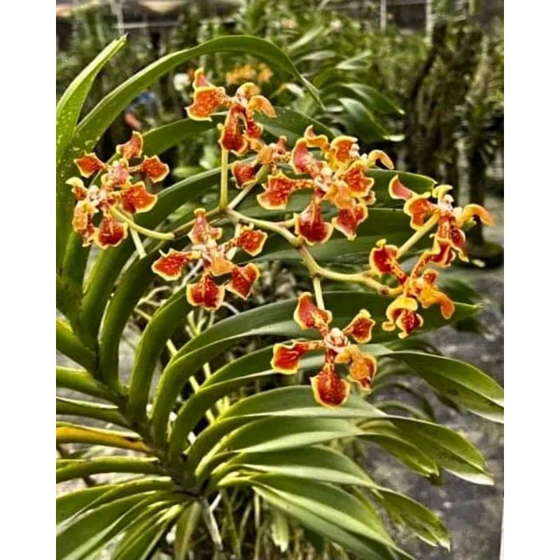 Jual Vanda Arcuanta (10plant) | Shopee Indonesia