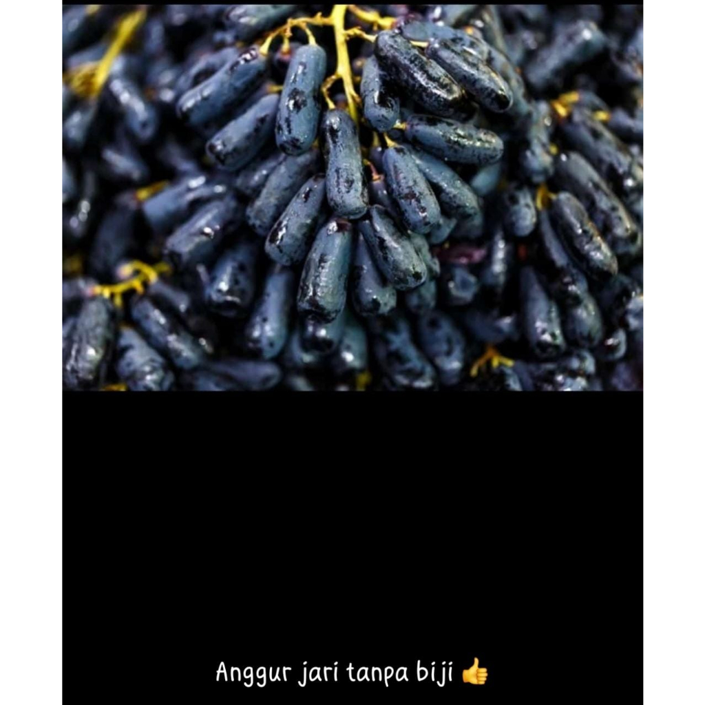 Jual BUAH ANGGUR JARI ANGGUR MOONDROP | Shopee Indonesia
