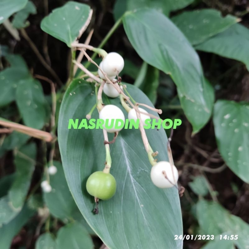 Jual DAUN BEMBAN SEGAR 1KG | BANGBAN | BAMBAN | DONAX CANNIFORMIS ...
