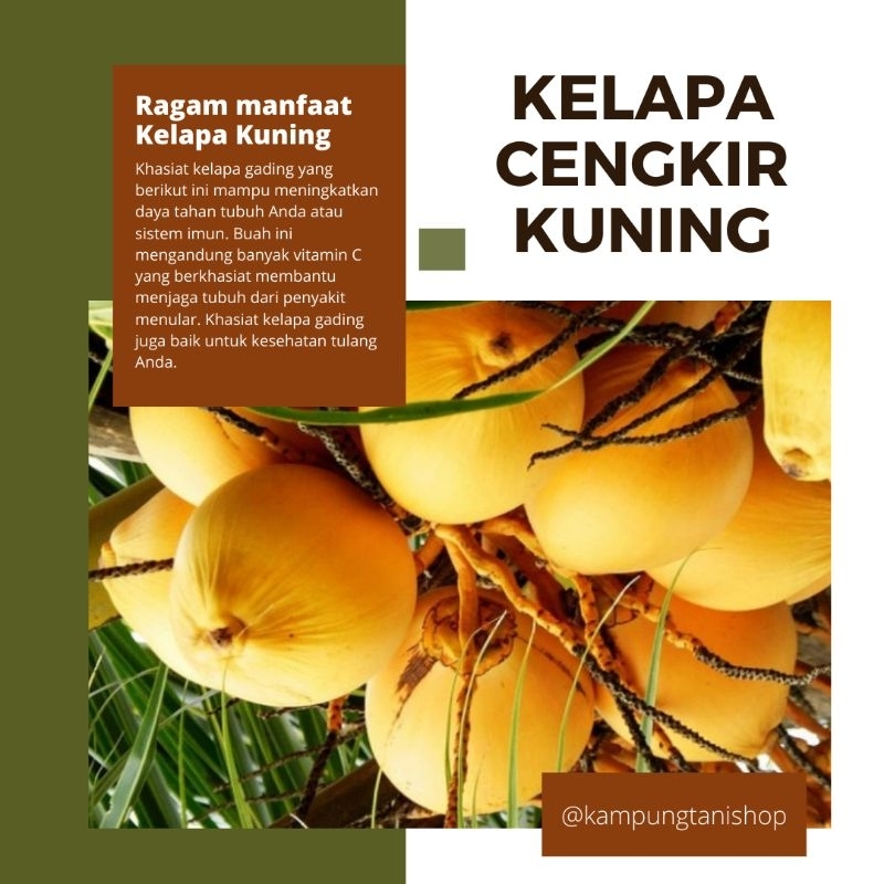 Jual buah kelapa cengkir kuning asli | Shopee Indonesia